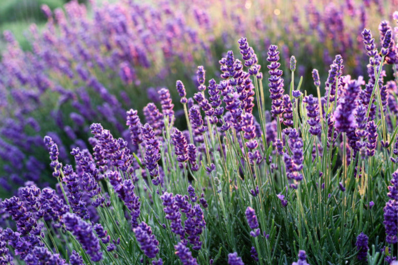 Lavender là gì? Khám phá ý nghĩa hoa oải hương được yêu thích nhất ...